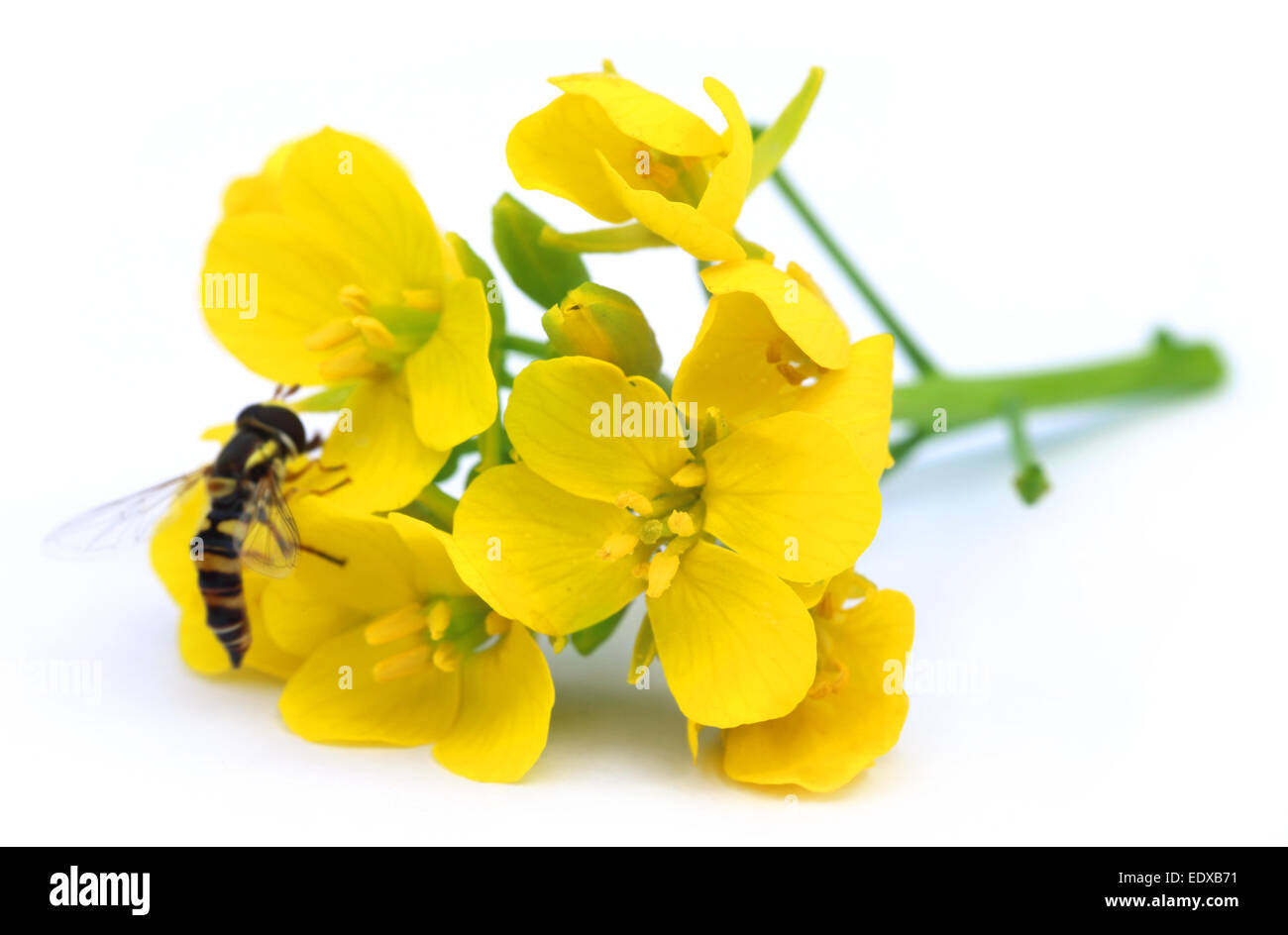 Mustard flowers with a bee over white background Stock Photo - Alamy