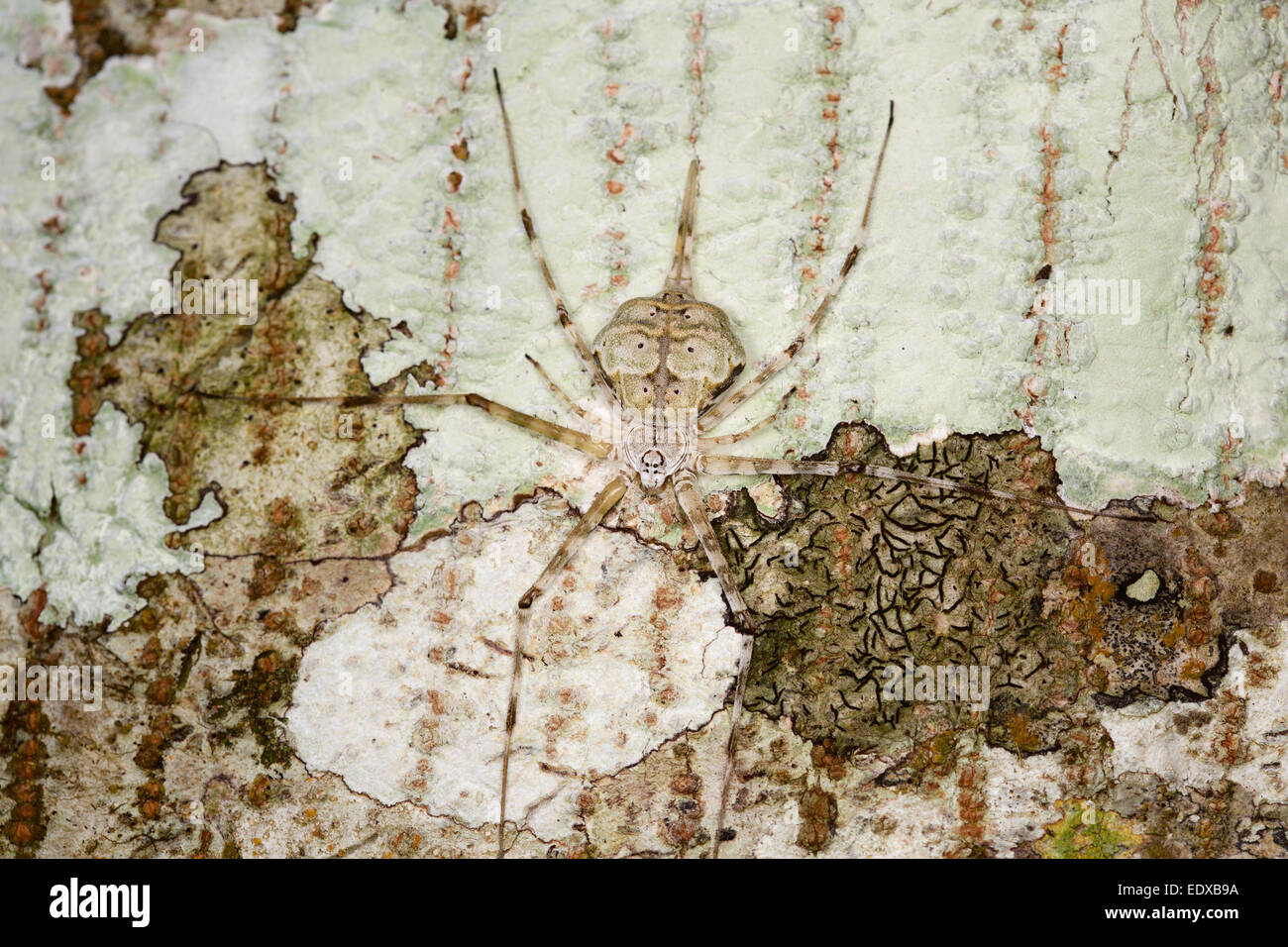 The Hersilia (or Long-spinnered Bark Spiders) are a genus of tree trunk ...