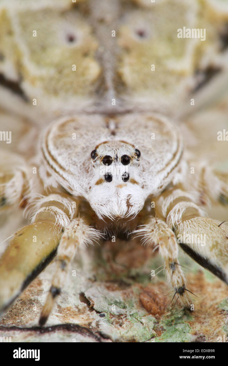 Long spinnered bark spider hi-res stock photography and images - Alamy