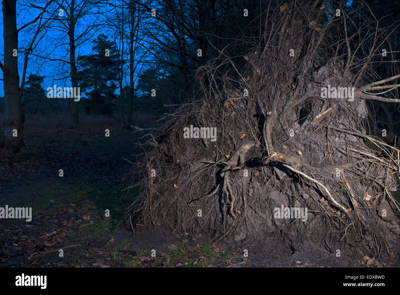 Scary tree face monster hi-res stock photography and images - Alamy
