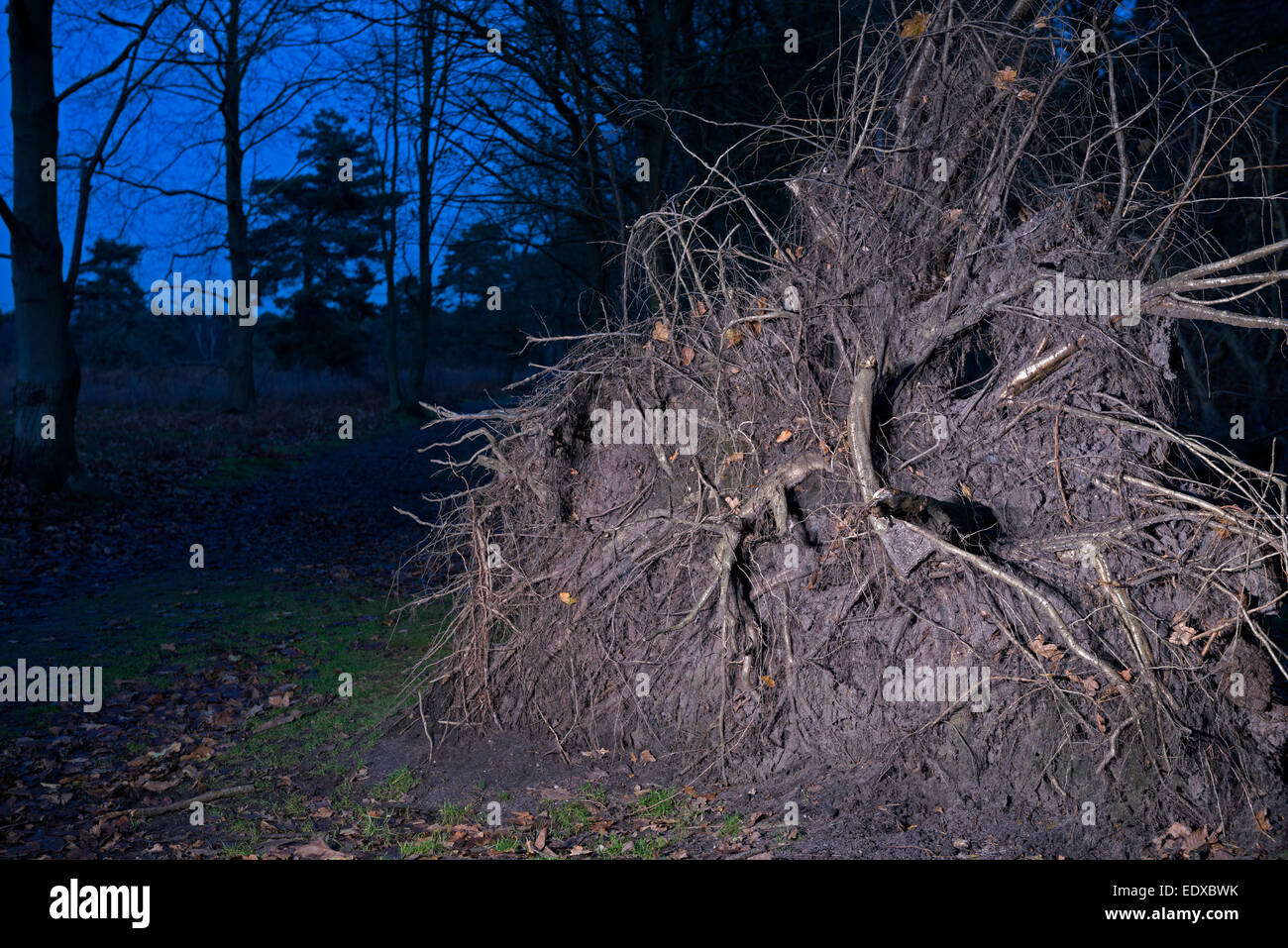 Scary face tree hi-res stock photography and images - Alamy