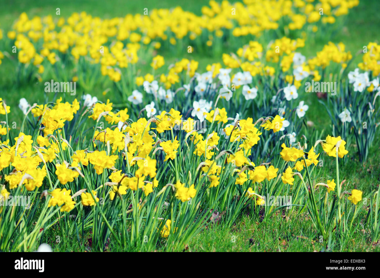 meadow of daffodil Stock Photo - Alamy