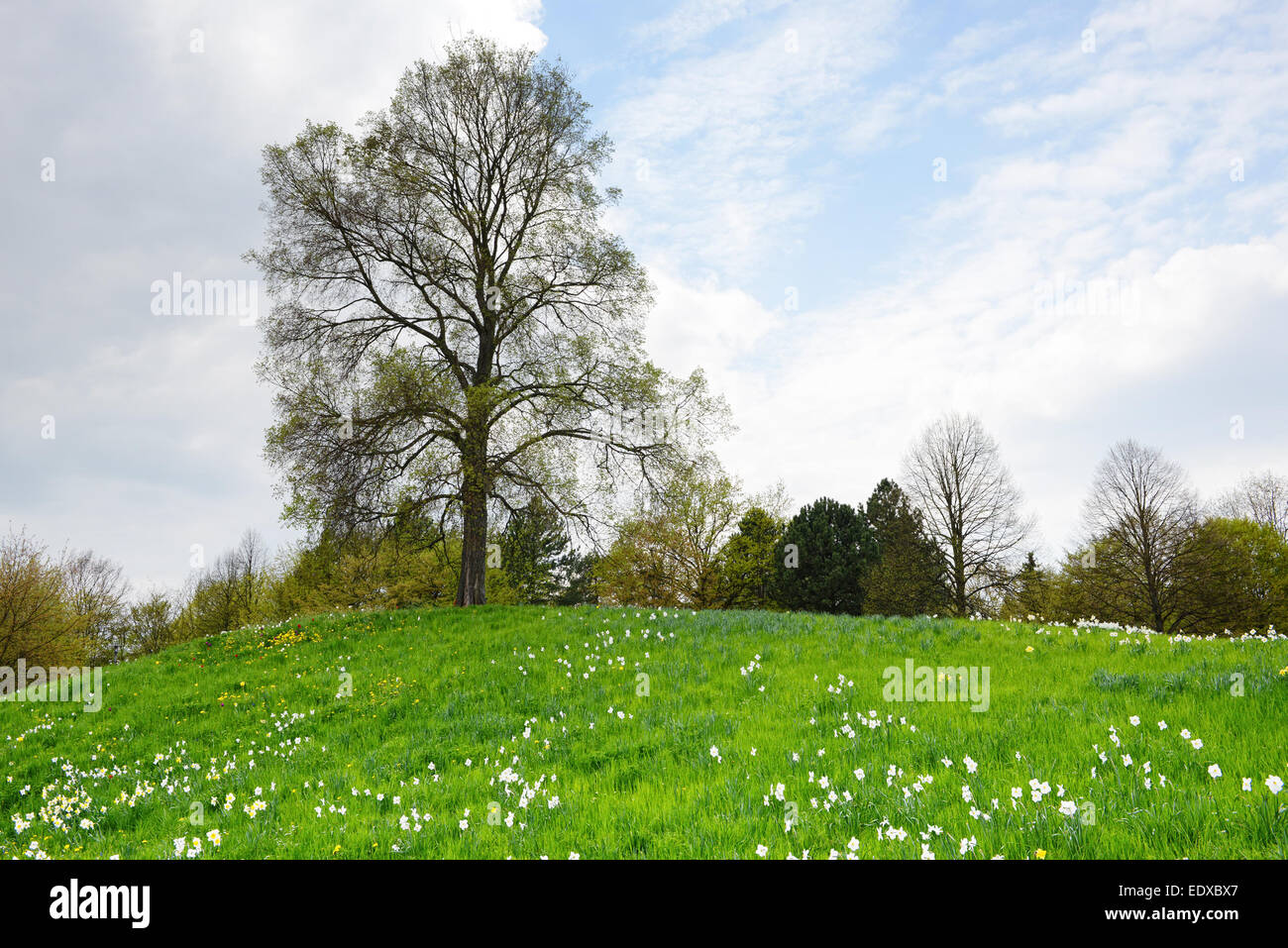 Lime tree hill hi-res stock photography and images - Alamy
