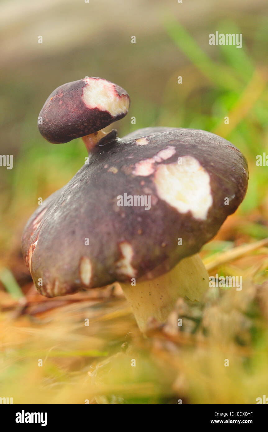 Pileus fungus hi-res stock photography and images - Alamy