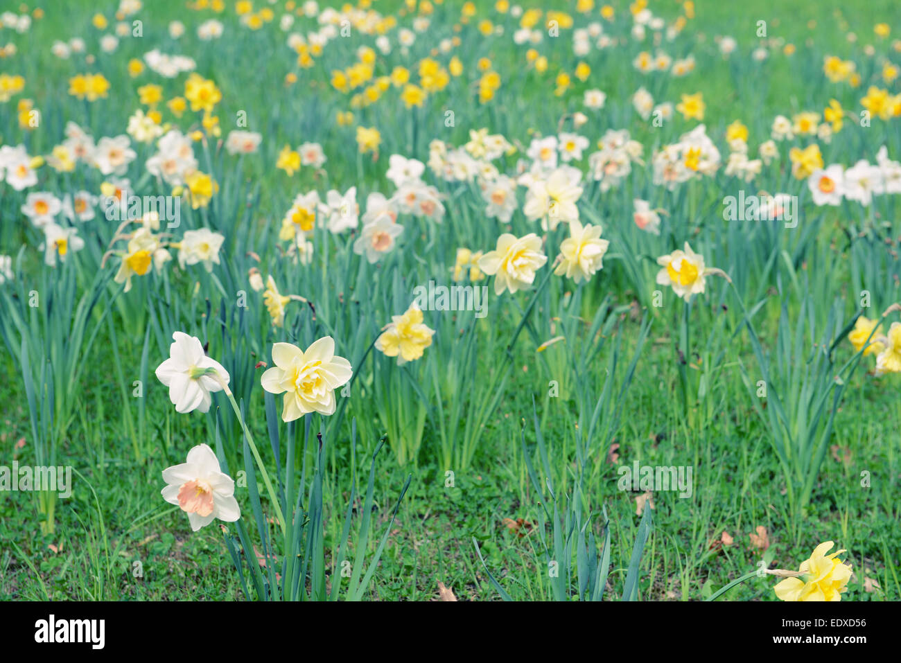 meadow of daffodil Stock Photo - Alamy