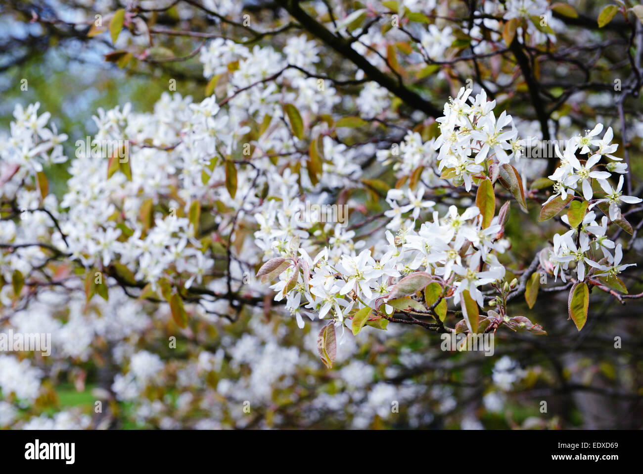 Amelanchier Bush in bloom. also known as shadbush, shadwood or shadblow ...