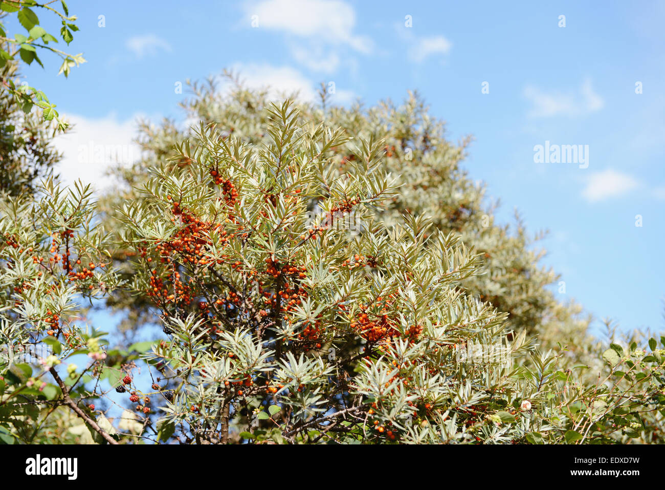 Hippophaes hi-res stock photography and images - Alamy