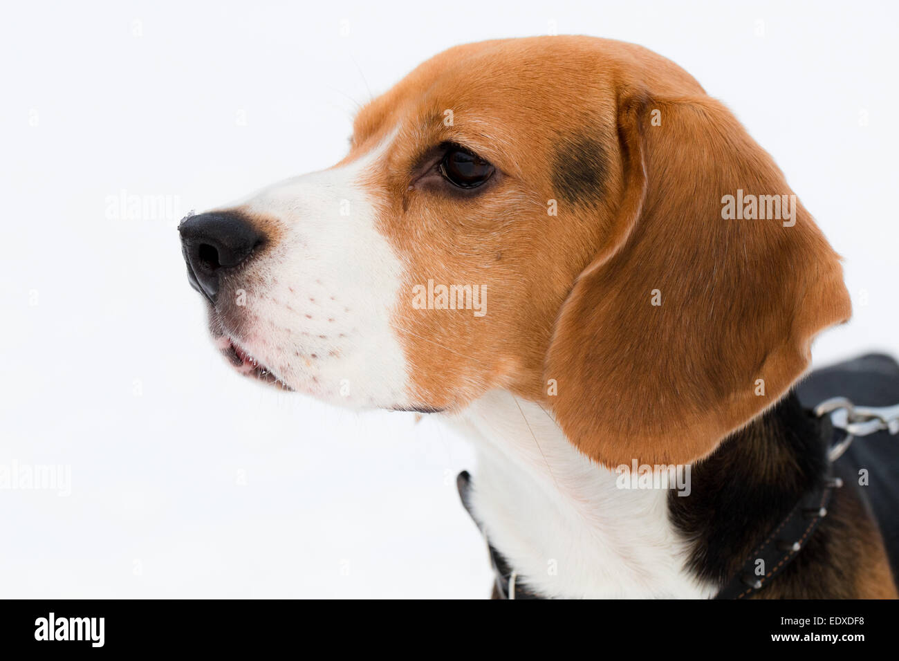Beagle ears hi-res stock photography and images - Alamy