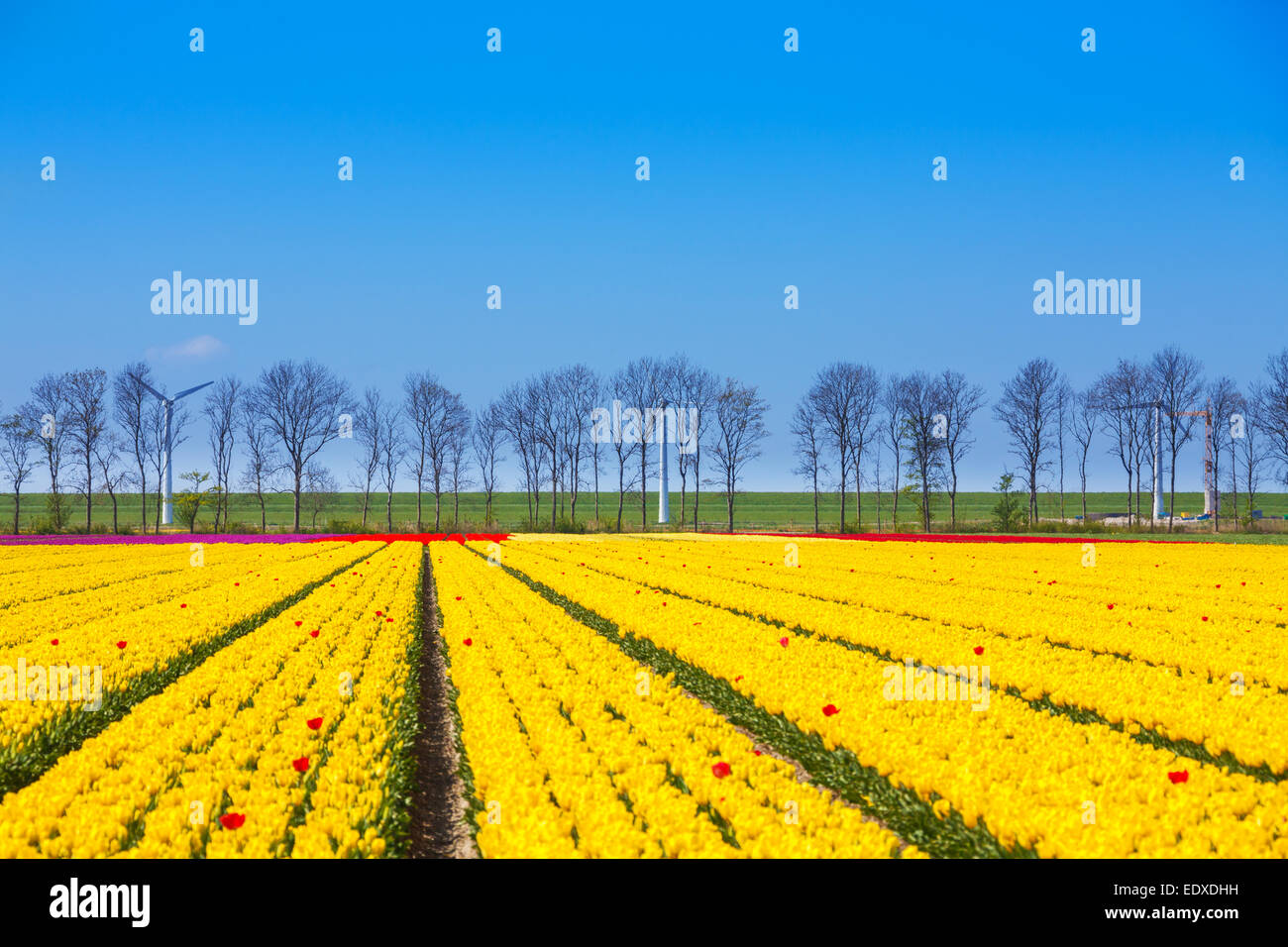 Tulip rows hi-res stock photography and images - Alamy