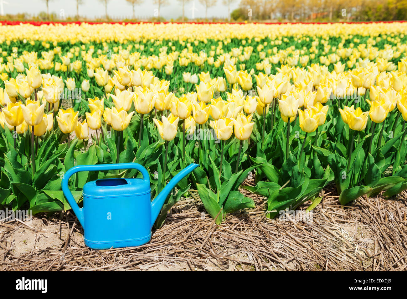 Bright yellow tulip field with blue water pot Stock Photo - Alamy