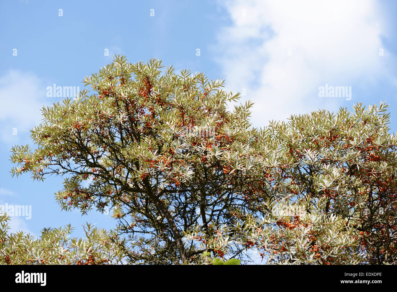 sea-buckthorn (Hippophae rhamnoides Stock Photo - Alamy