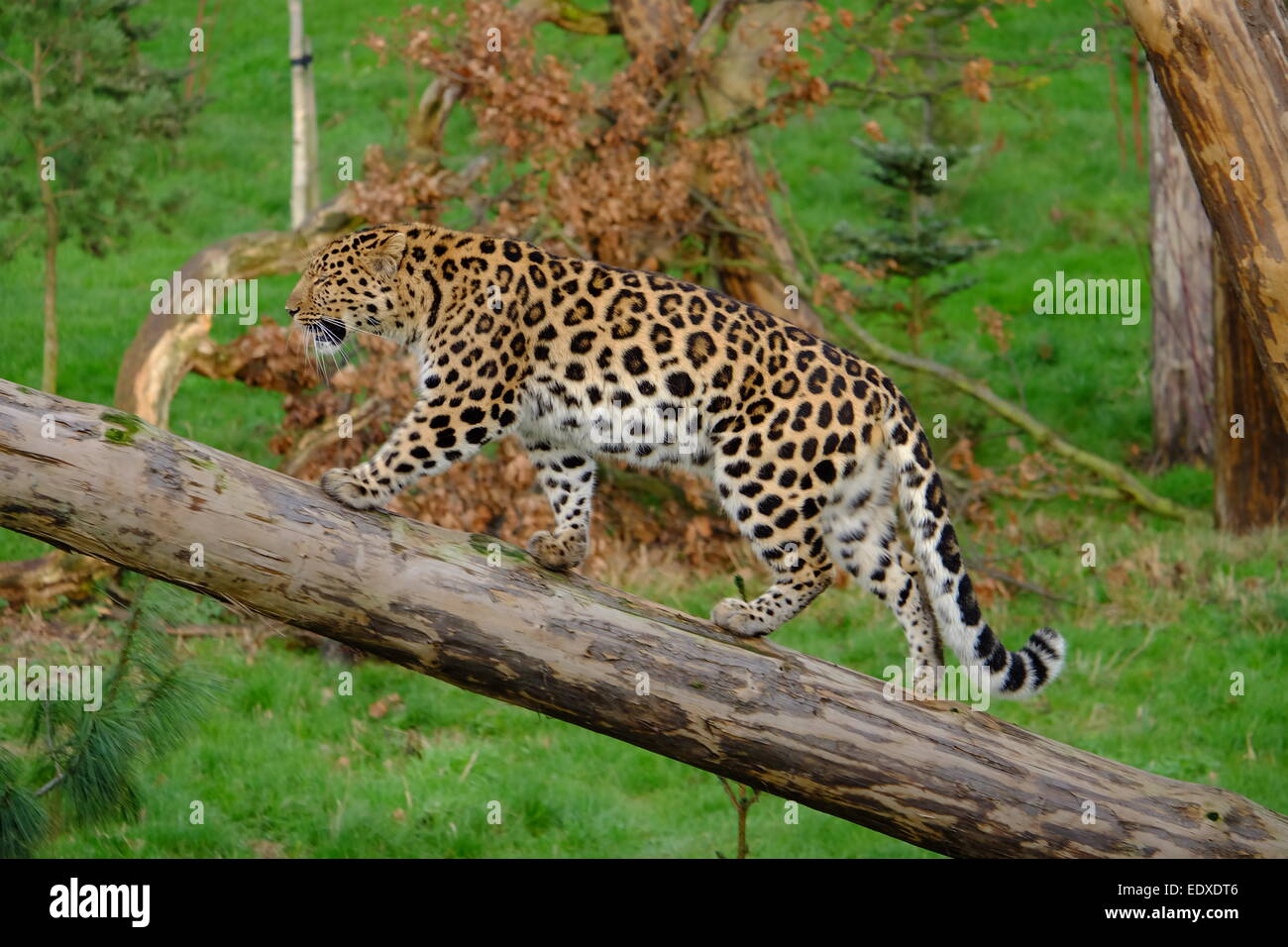Leopard climbing hi-res stock photography and images - Alamy
