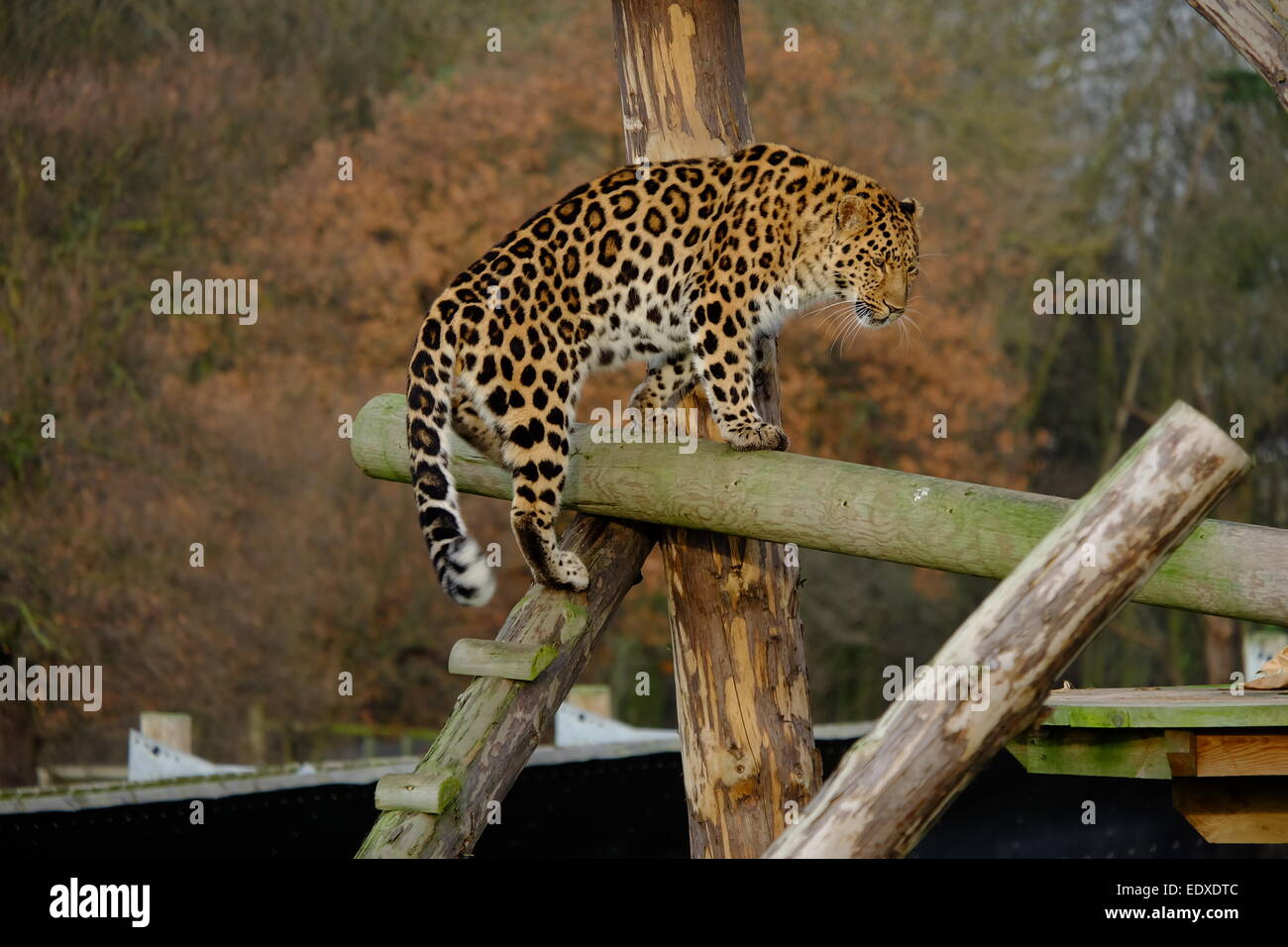 African climbing hi-res stock photography and images - Alamy
