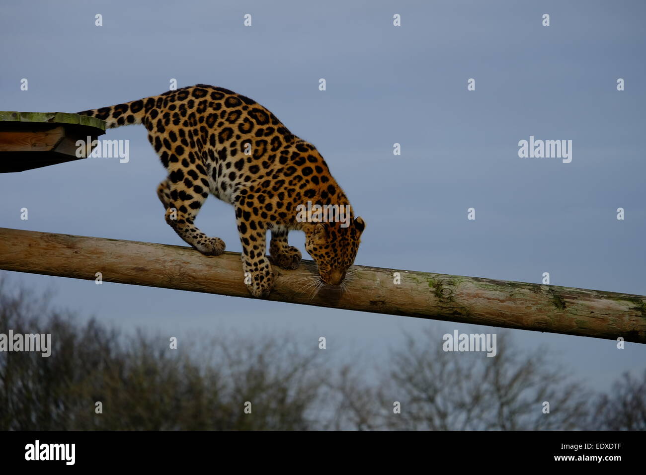 Leopard Climbing Stock Photos & Leopard Climbing Stock Images - Alamy