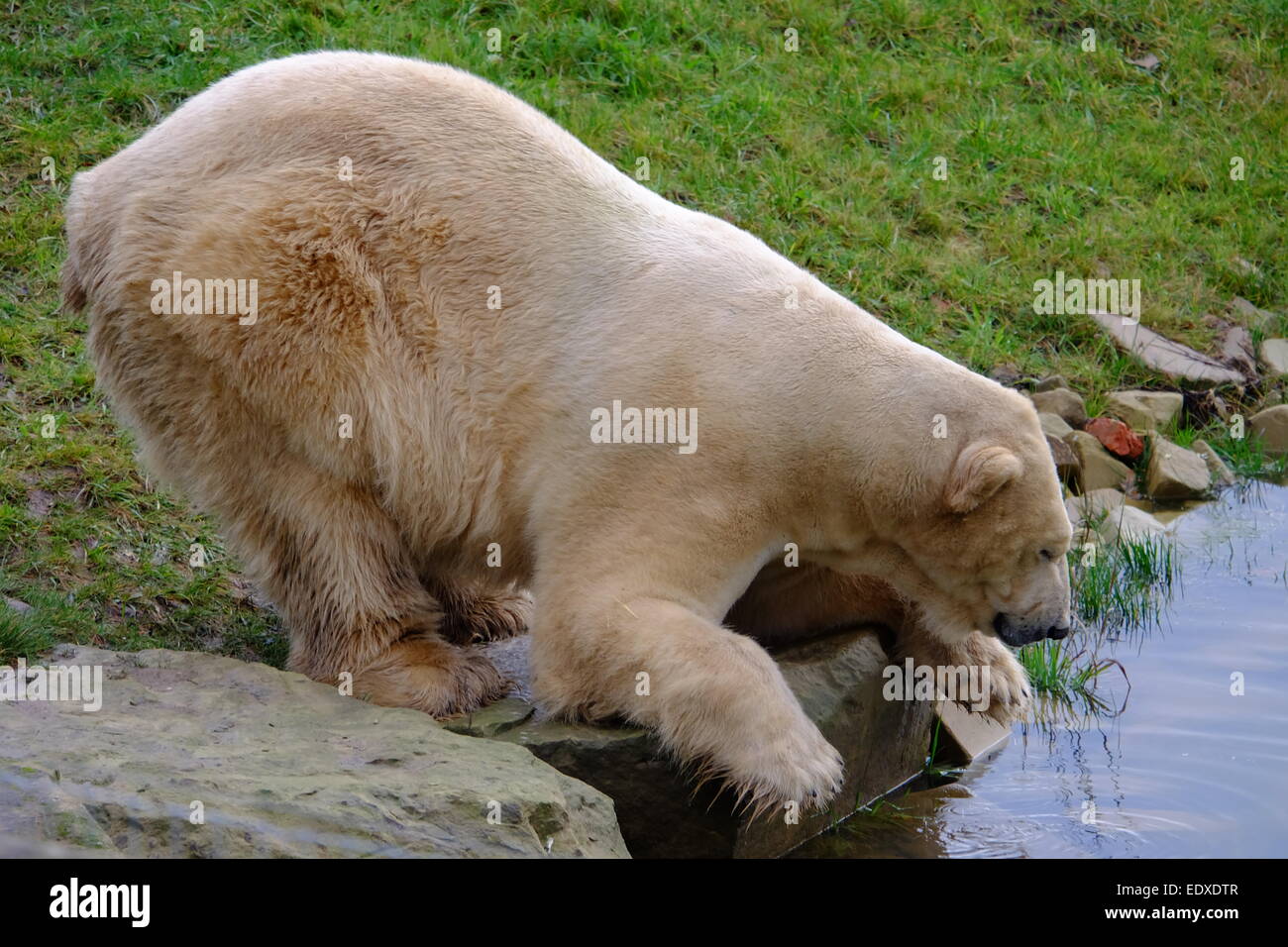 Bear drinking hi-res stock photography and images - Alamy