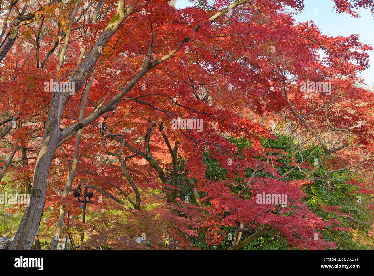 Japanese maple trees in red autumn colors Stock Photo - Alamy
