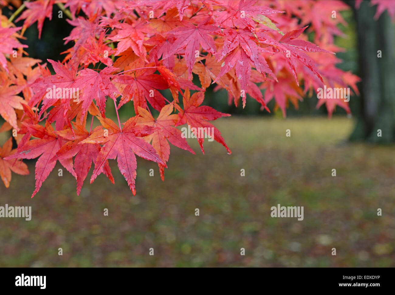 Japanese maple trees in red autumn colors Stock Photo - Alamy