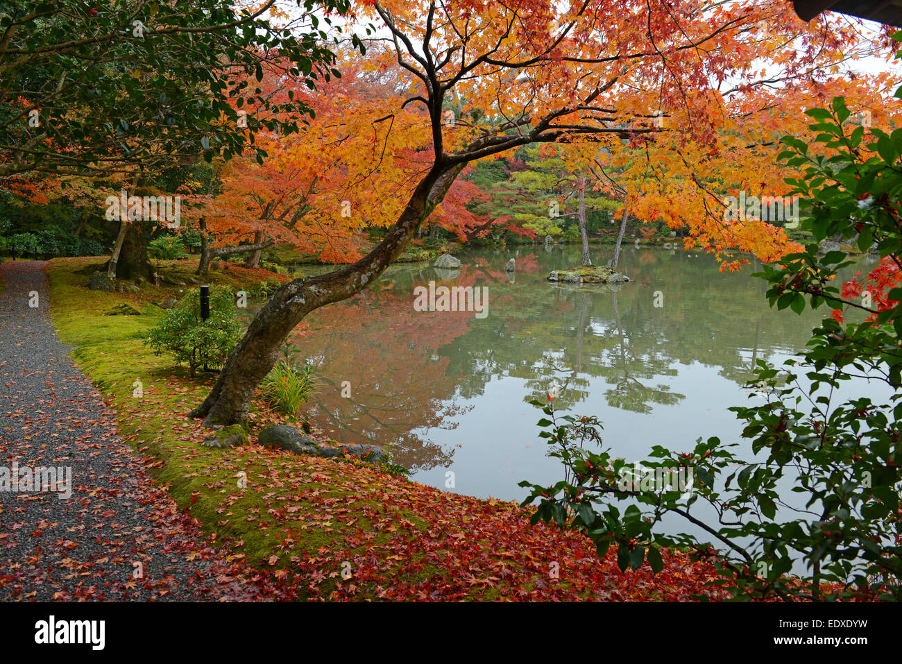 Japanese maple trees in red autumn colors Stock Photo - Alamy