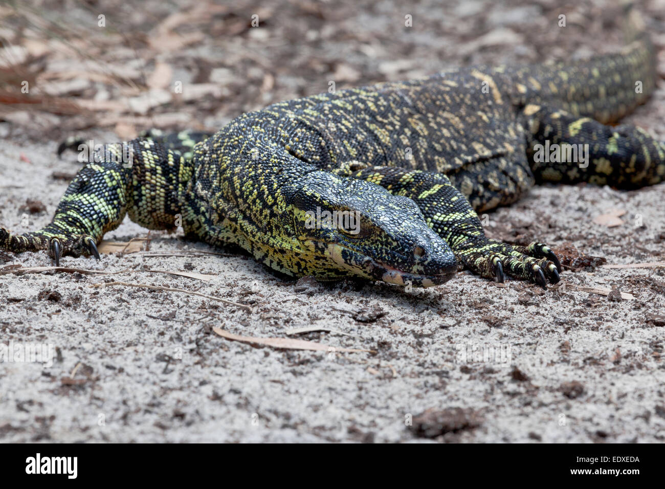Australia goanna lizard reptile lace monitor lizard queensland hi-res ...