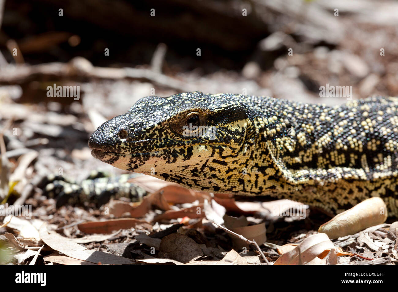 Goanna lizard australia hi-res stock photography and images - Alamy