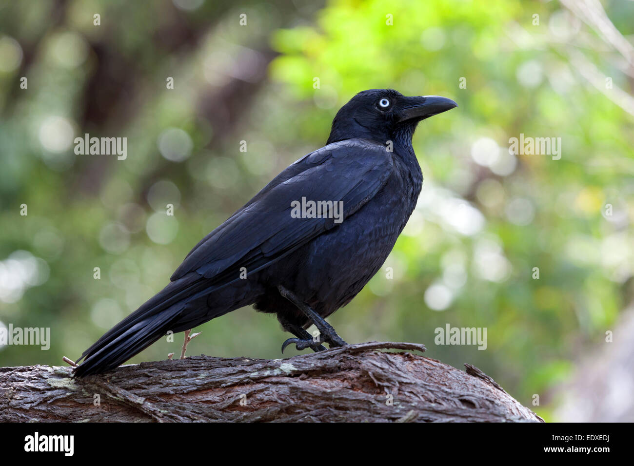 Australian Raven, Corvus coronoides ,Australia Stock Photo - Alamy
