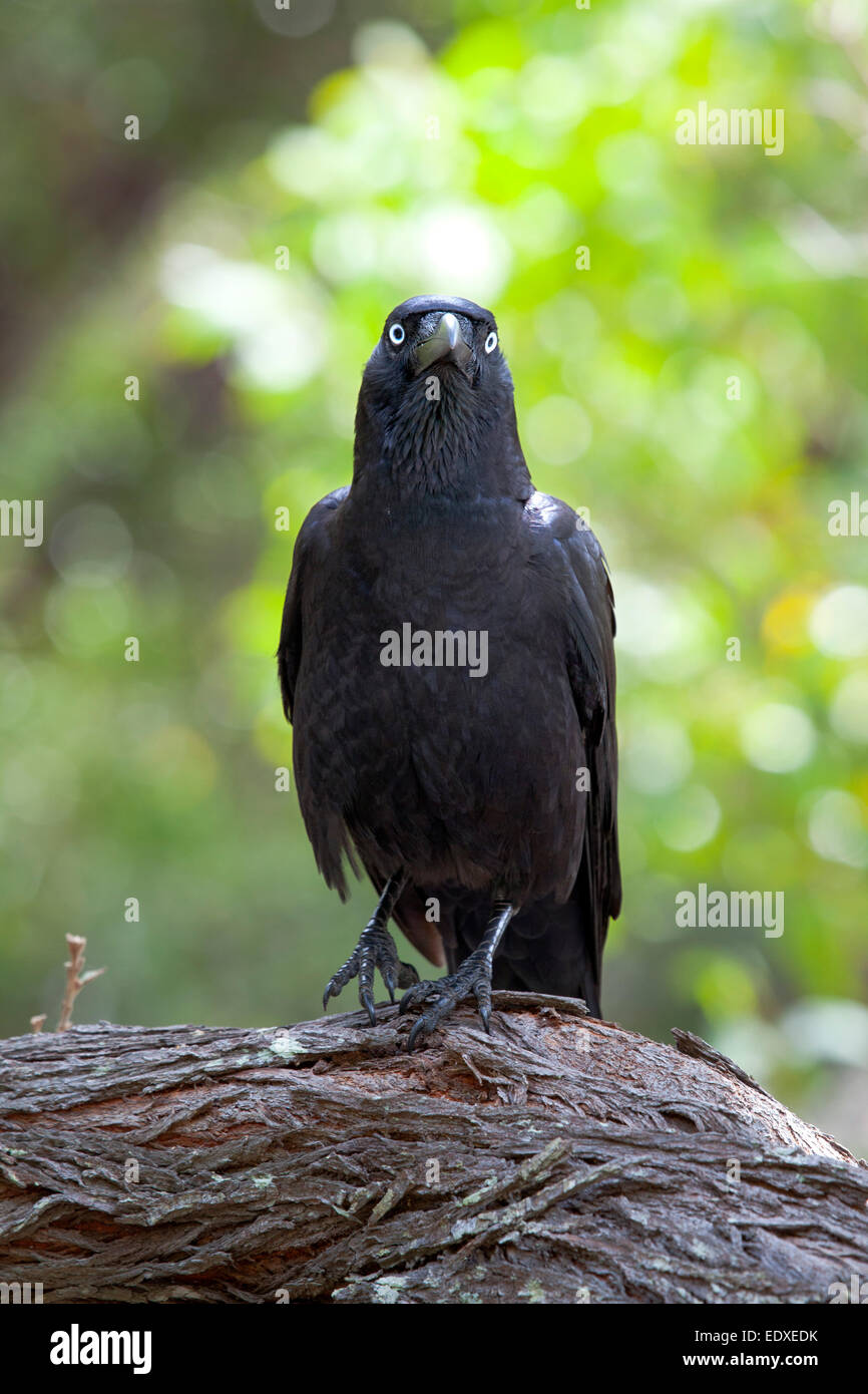 Australian Crow Stock Photos & Australian Crow Stock Images - Alamy