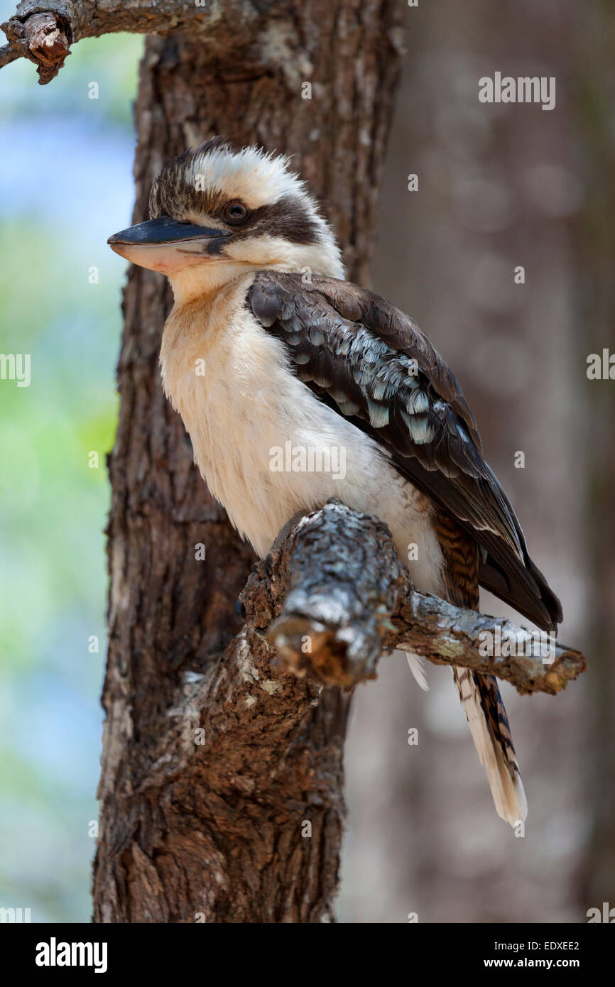 Laughing kookaburra hi-res stock photography and images - Alamy