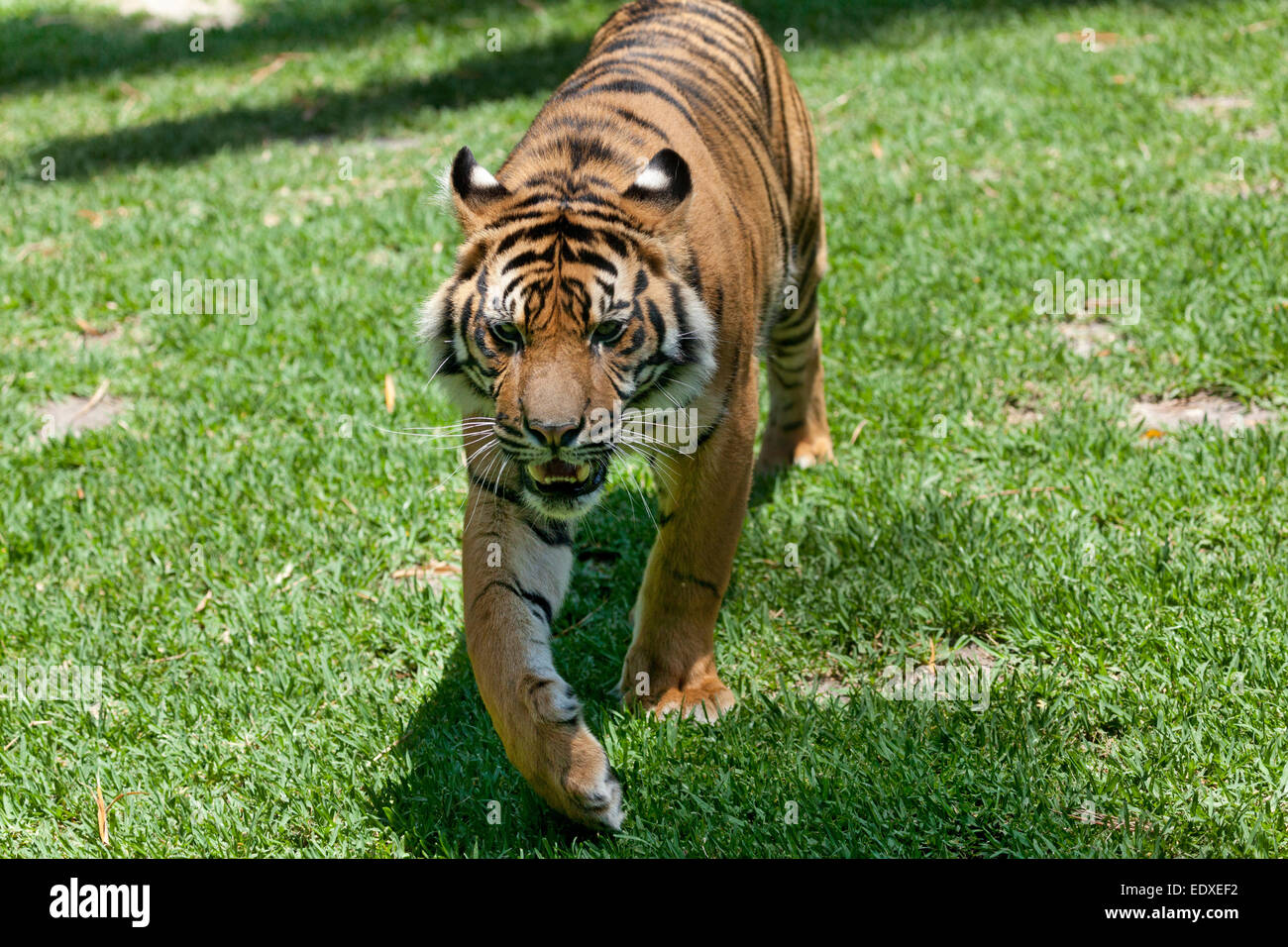 Sumatran Tiger in the Australian Zoo, Beerwah,Australia Stock Photo - Alamy