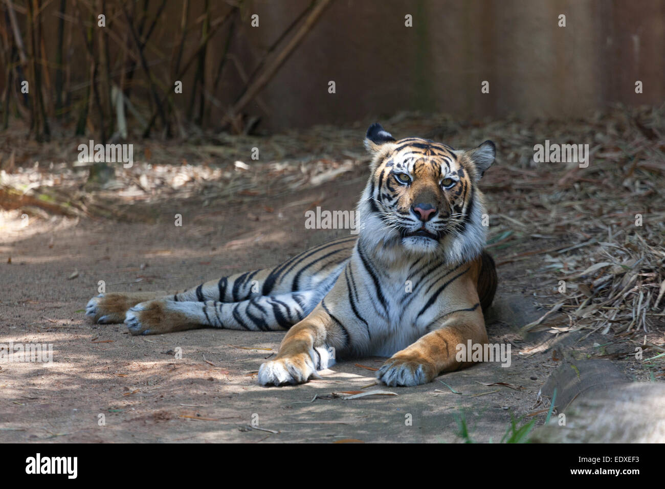 Sumatran Tiger in the Australian Zoo, Beerwah,Australia Stock Photo - Alamy