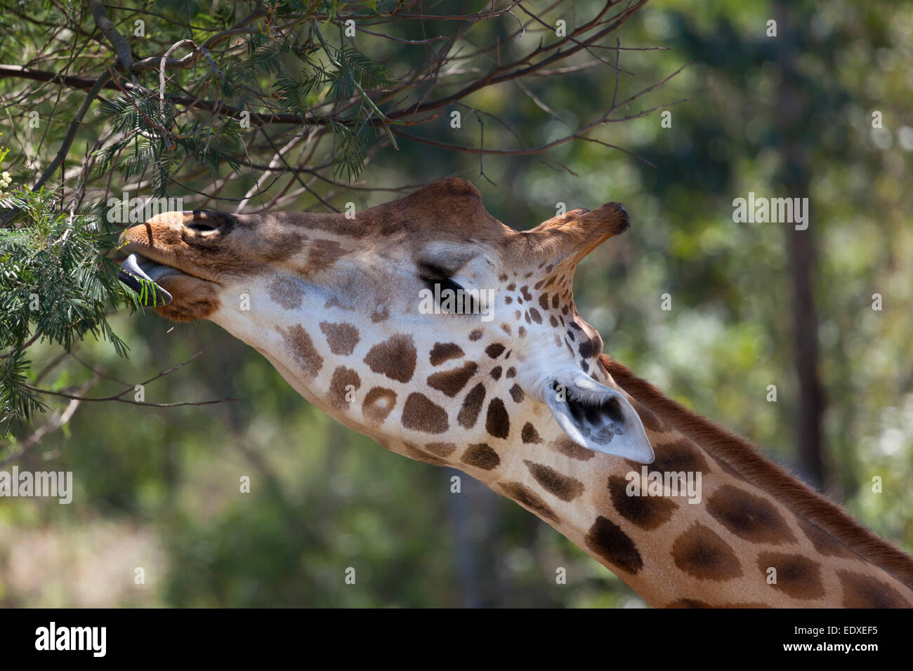 Wildlife zoo giraffe hi-res stock photography and images - Alamy