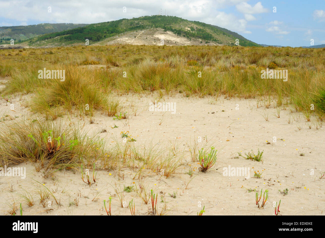 A Barra sand dunes. Ponteceso, Galicia, Spain Stock Photo - Alamy