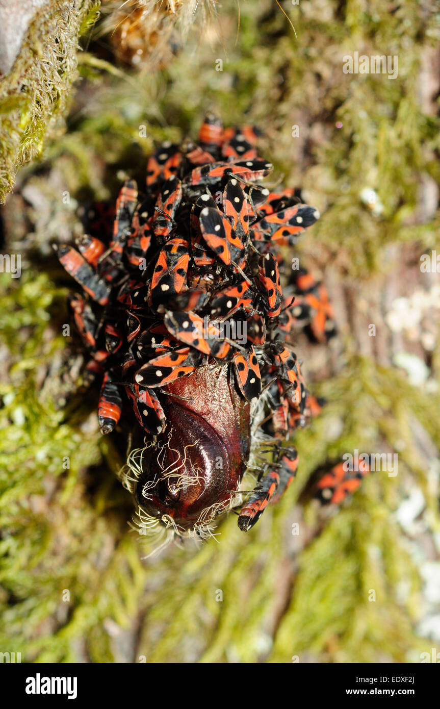 Black-and-Red-bugs (Lygaeus equestris) feeding on a butterfly chrysalis ...