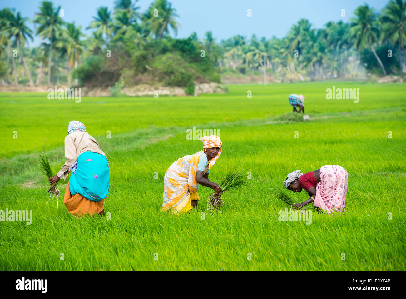 Indian farmer rice plantation hi-res stock photography and images - Alamy