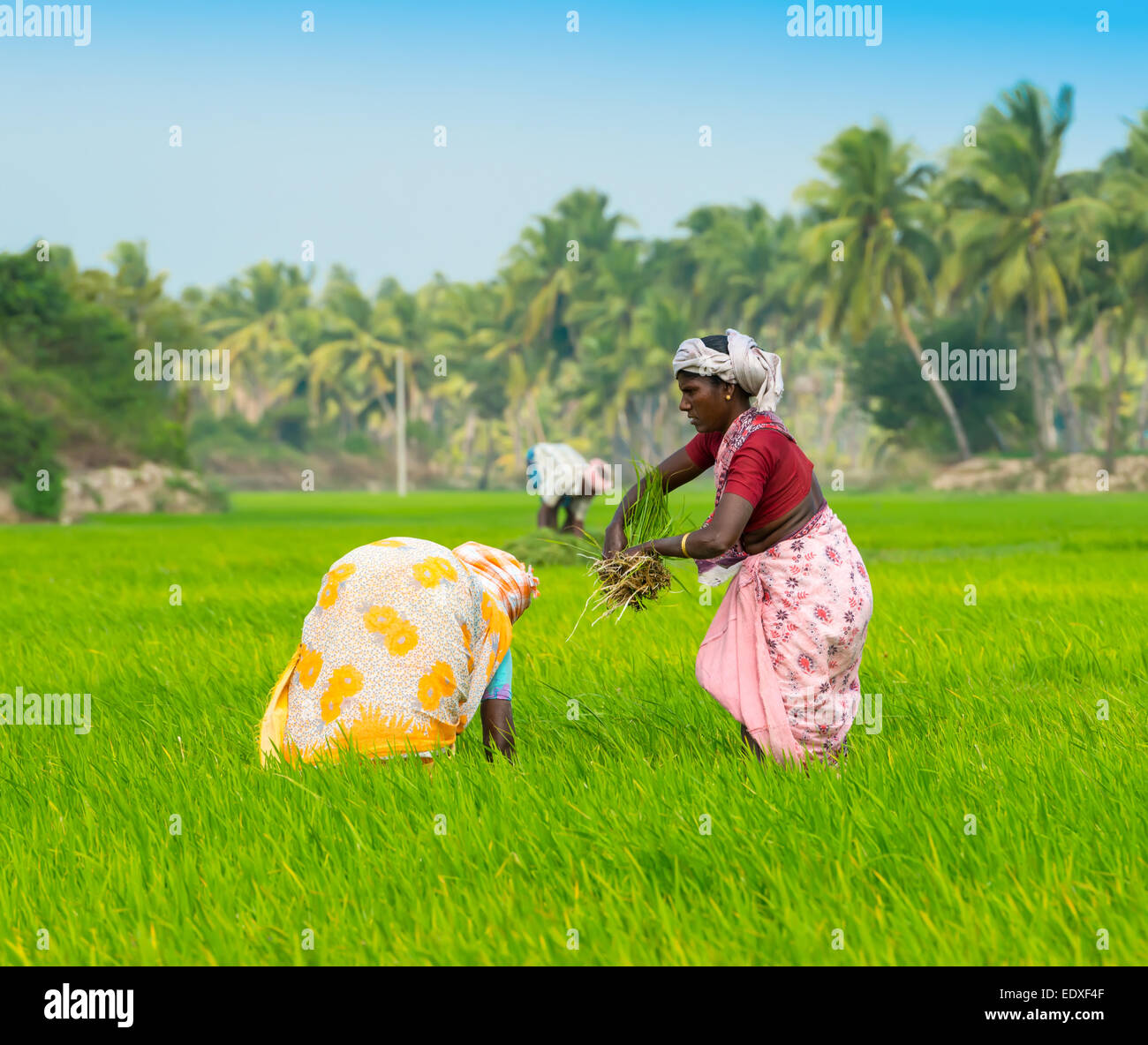 Indian farmer rice plantation hi-res stock photography and images - Alamy