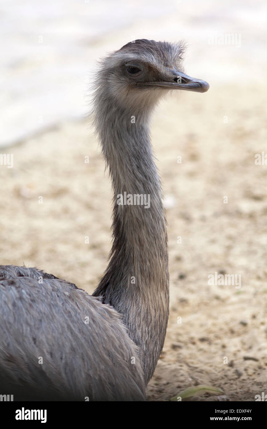 Zoo paris france hi-res stock photography and images - Alamy