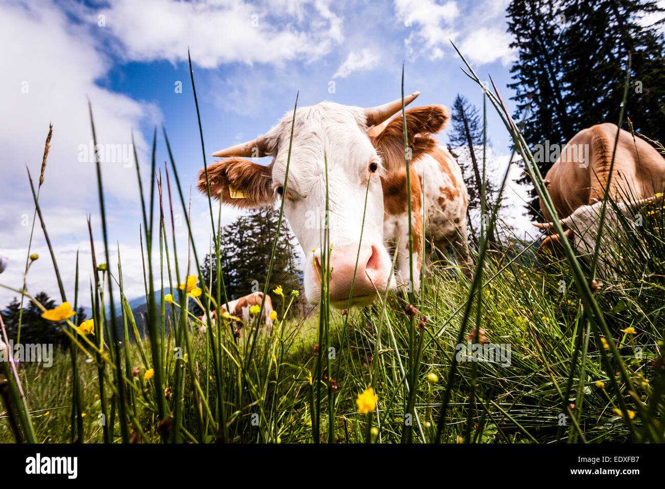 Bavarian alpine cows grazing in the high mountain pastures in summer ...