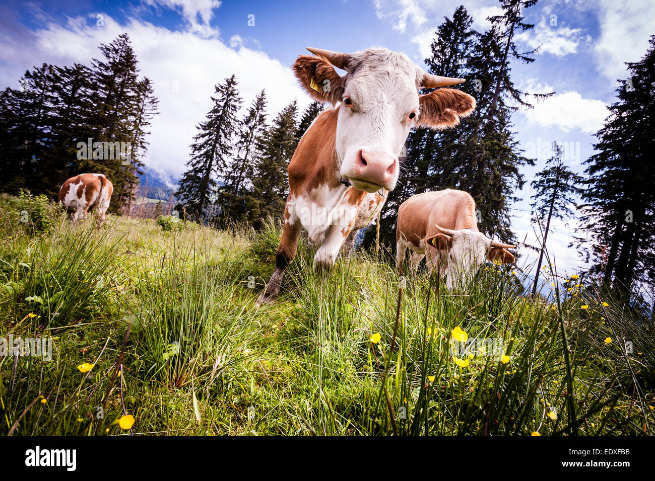 Bavarian alpine cows grazing in the high mountain pastures in summer ...