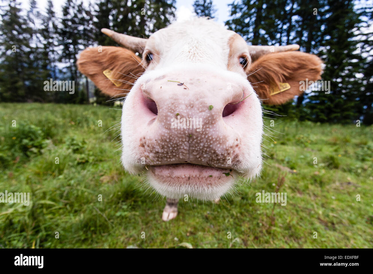 Bavarian alpine cow grazing in the high mountain pastures in summer ...