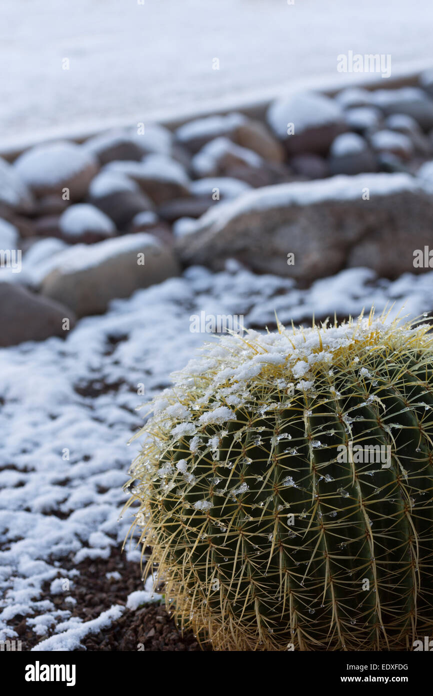 Wintry mix of snow and ice top barrel cactus and its surrounding ...