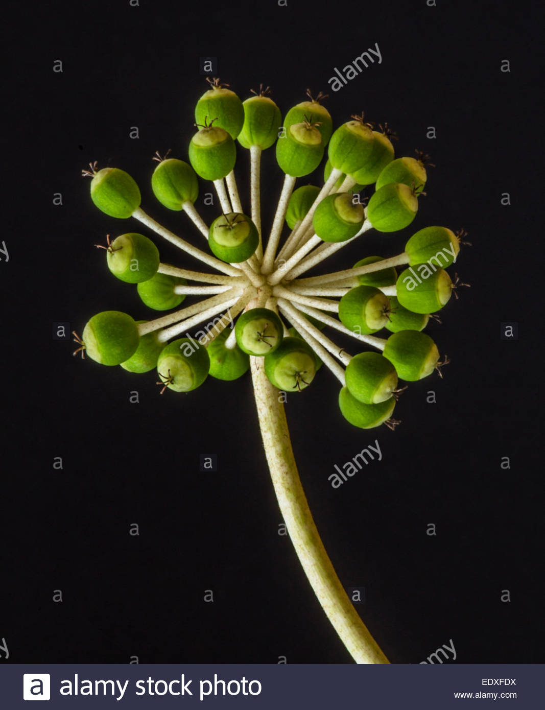 Castor Oil Seed High Resolution Stock Photography and Images - Alamy