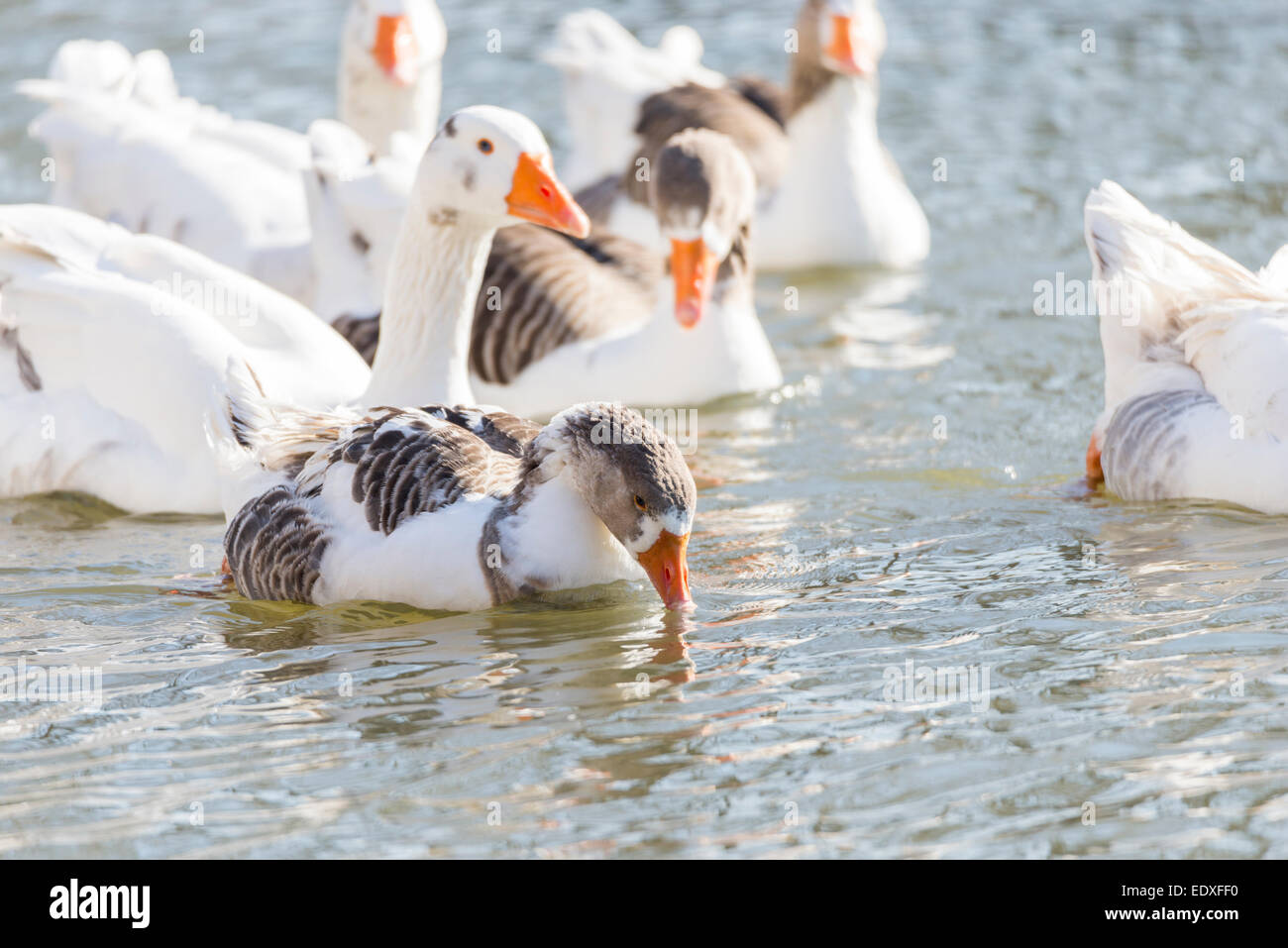 Ansar ansar hi-res stock photography and images - Alamy