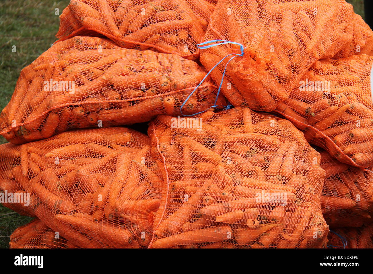 A Collection of Netting Sacks Holding Fresh Carrots Stock Photo - Alamy