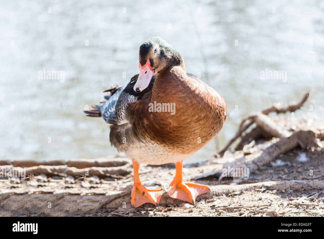 Birdwa hi-res stock photography and images - Alamy