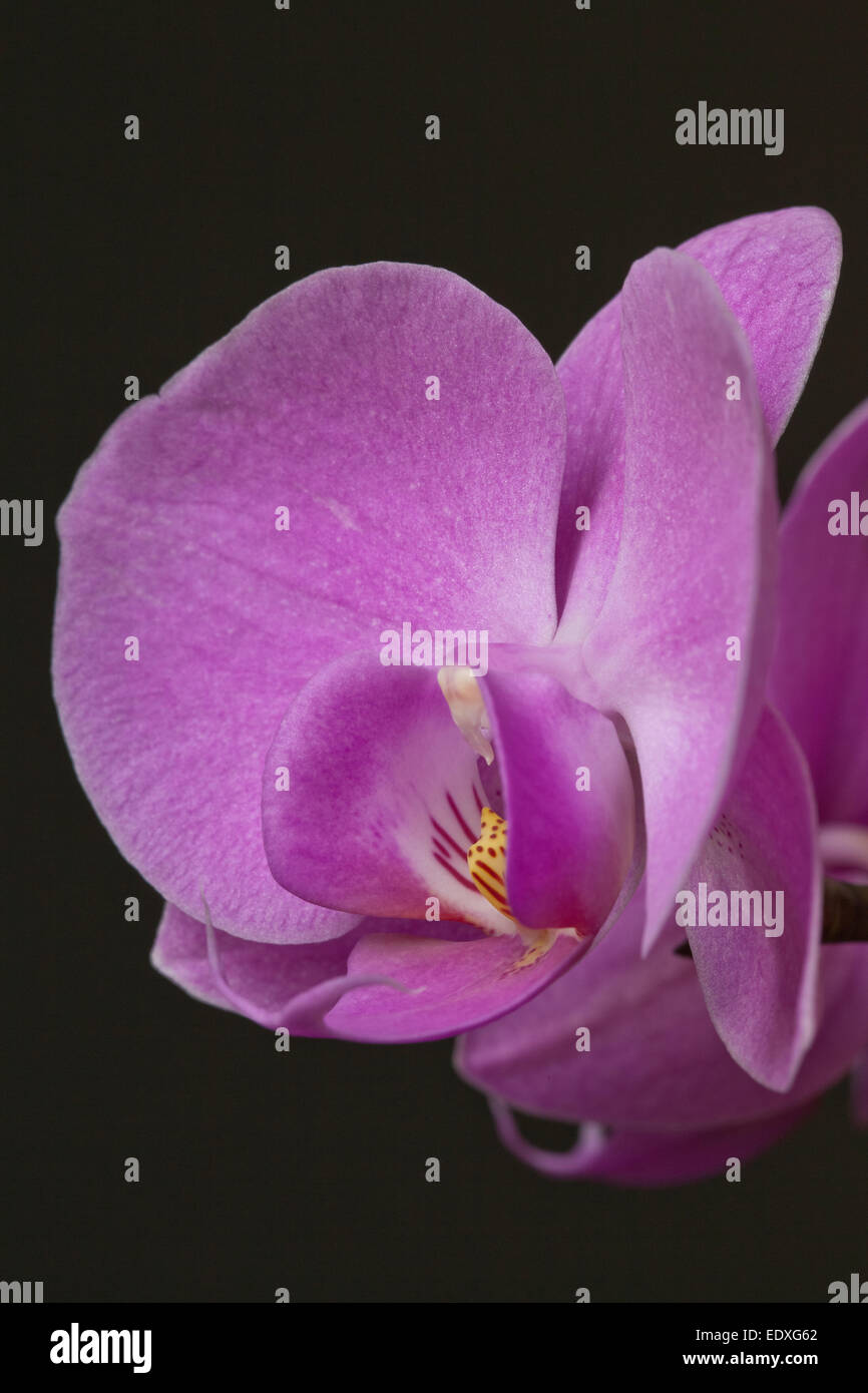 Orchid glow hi-res stock photography and images - Alamy