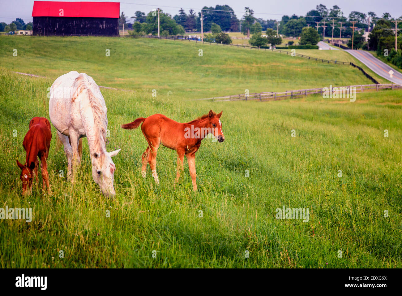 Colt building hi-res stock photography and images - Alamy