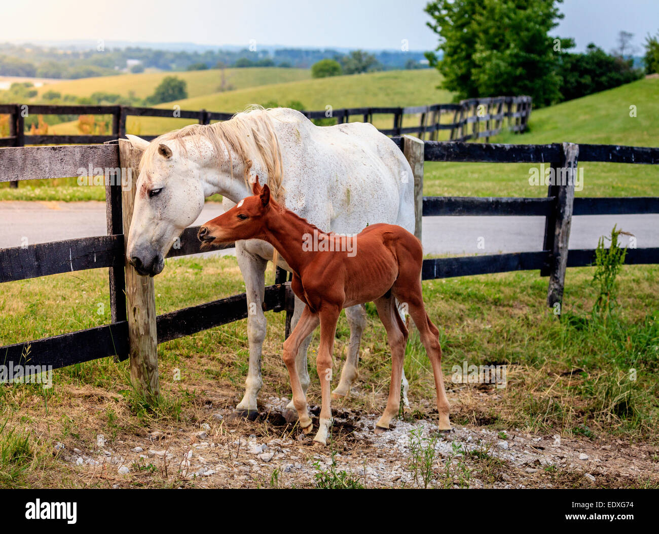 Mare and colt by the fence on a farm in Central Kentucky Stock Photo ...