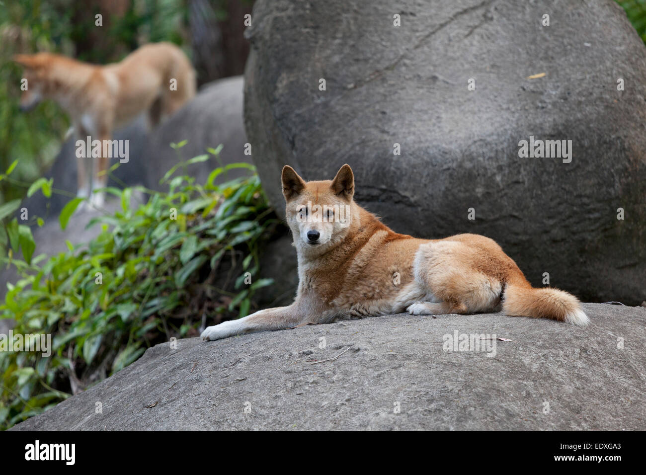 Dingoes in the Australian Zoo, Beerwah,Australia Stock Photo - Alamy