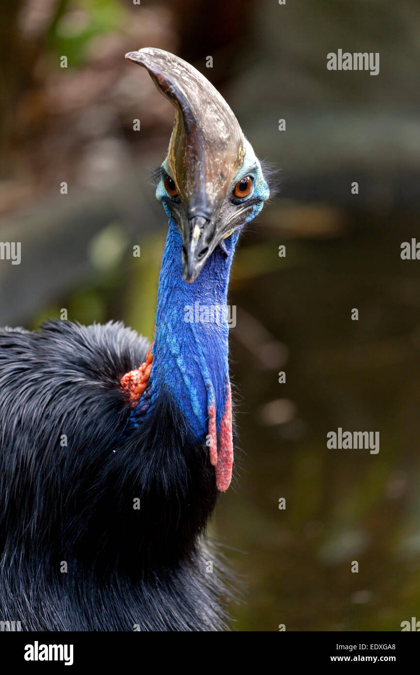 Cassowary Information