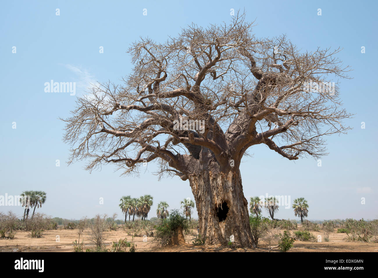 Mozambique baobab tree hi-res stock photography and images - Alamy