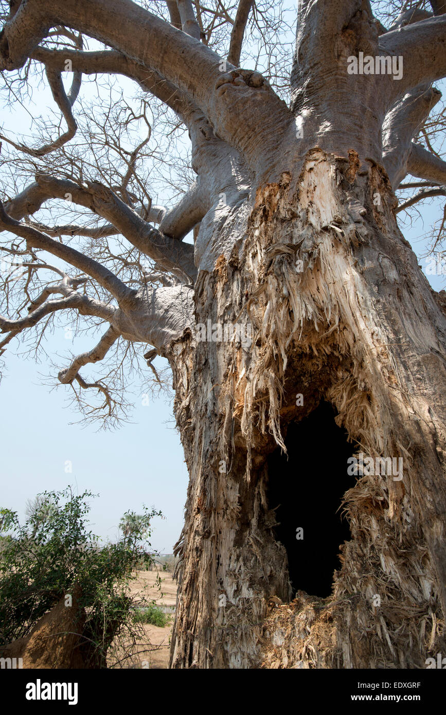 Mozambique baobab tree hi-res stock photography and images - Alamy